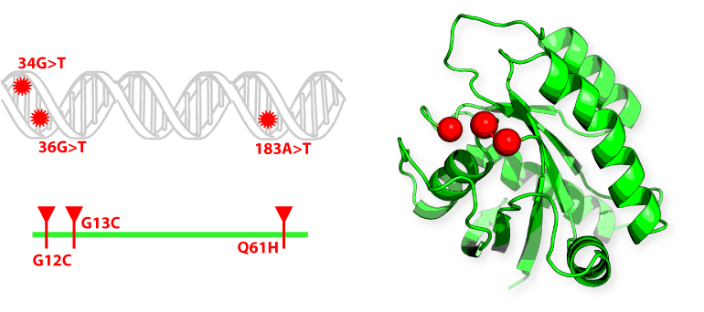 mutation3D